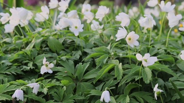 Тёплые моменты в Ботсаду МГУ