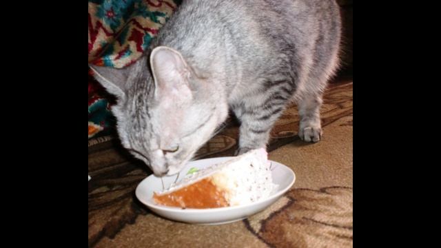 Марина Урусова. Юлия Барсиковна. Гениальная кошка