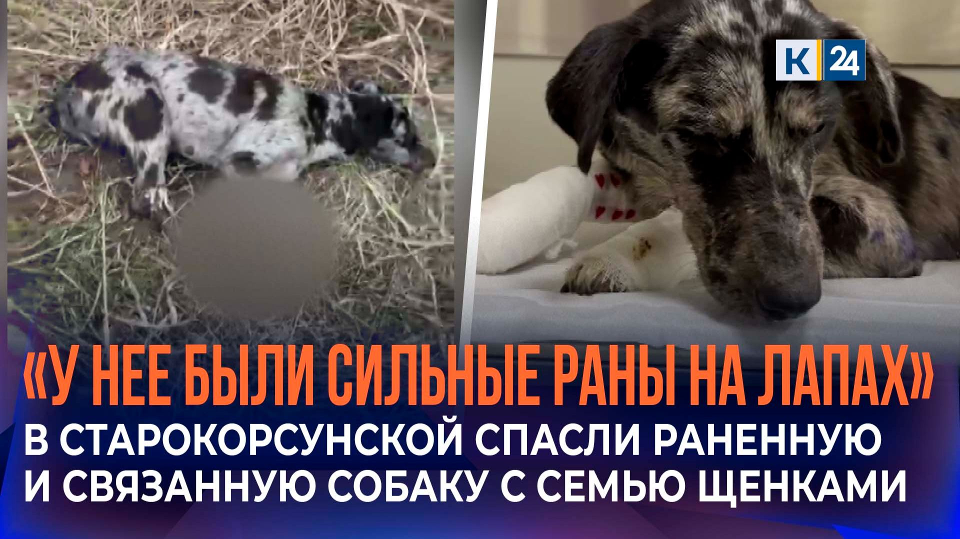 Израненную и связанную собаку с семью щенками спасли местные жители в станице Старокорсунской