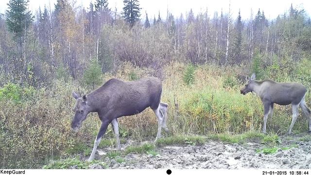 Югыд ва, лосиха с лосенком