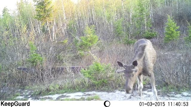 Югыд ва, лось