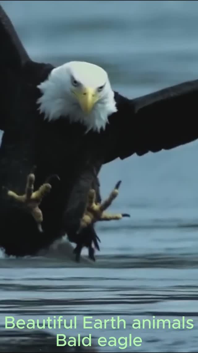 Красивые животные Земли - Bald eagle