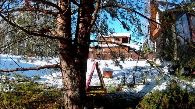 Сойка на кормушке в солнечный день