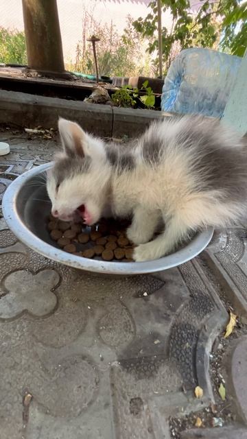 Котики 2