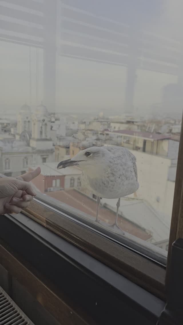 istanbul чайка, наша частая гостья на завтраке