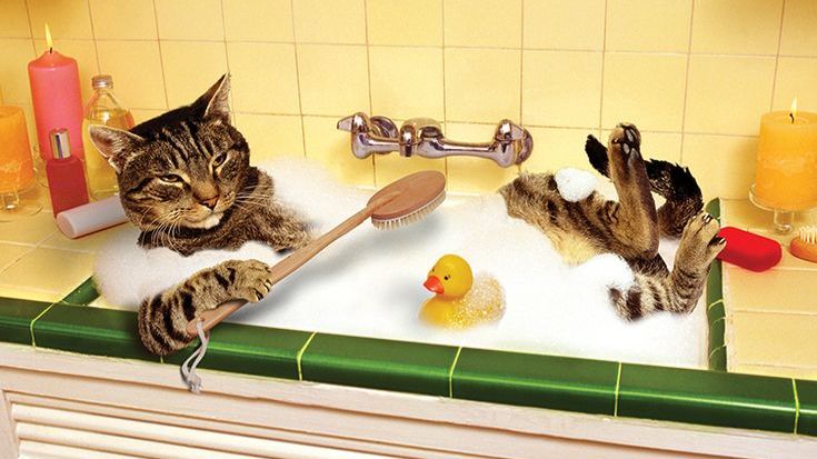 - Я МЫЛО НЕ ЗАКАЗЫВАЛА;  С ОЗВУЧКОЙ; Приколы с котами;ками;