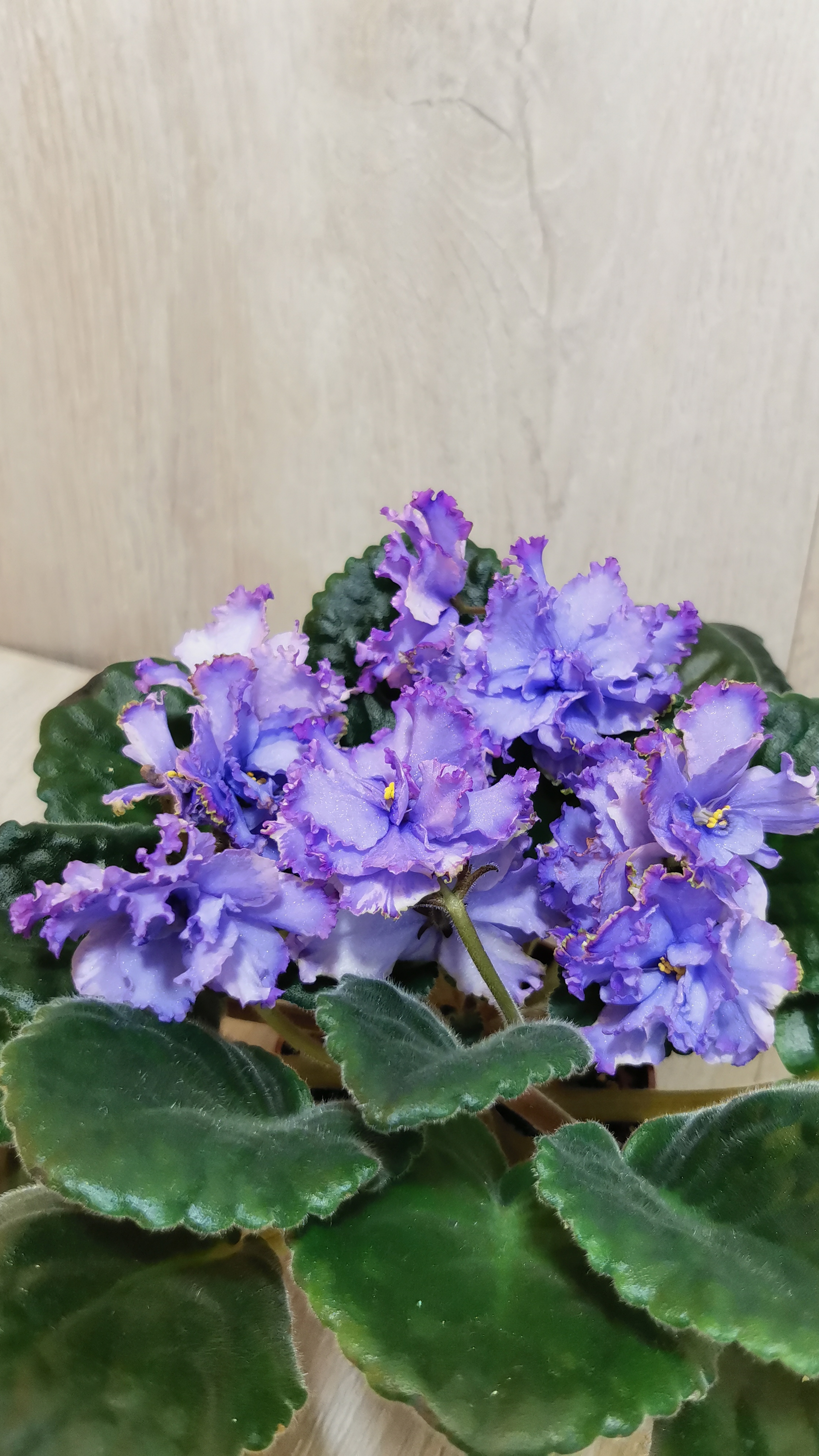 Цветы под музыку. Фиалка (сенполия). Красота цветов.