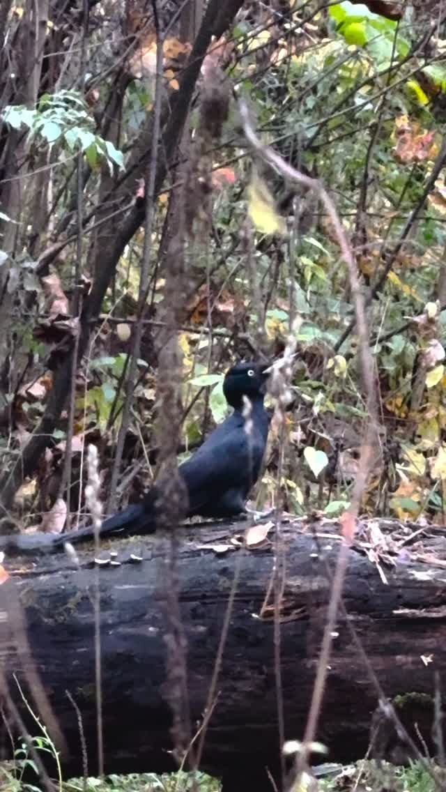 Желна в московском парке
