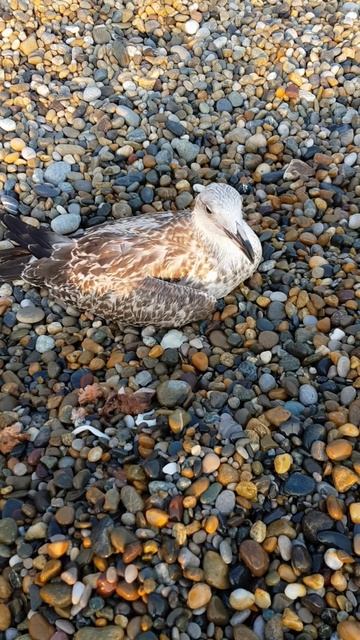 Сочинский пляж после шторма