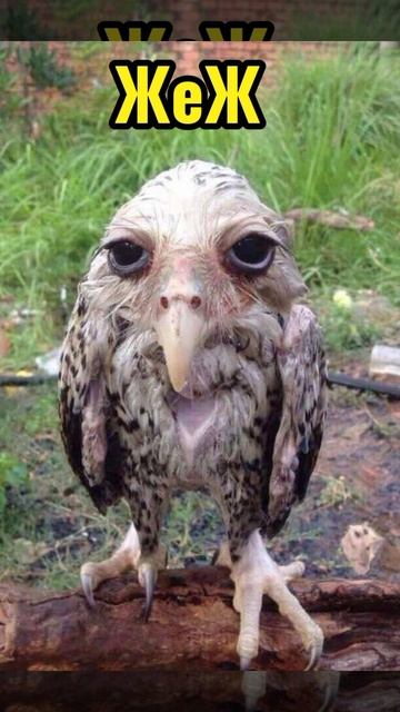 ЖеЖ