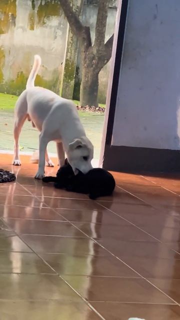 Кот уже смирился