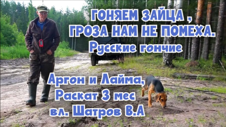 ГОНЯЕМ ЗАЙЦА, ГРОЗА НАМ НЕ ПОМЕХА.Русские гончие Аргон и Лайма , Раскат 3 мес. вл. Шатров В.А. #hun