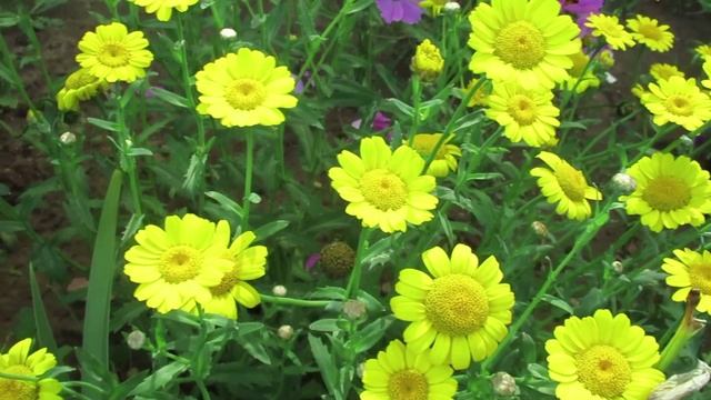 Желтая ромашка или пупавка красильная: как вырастить садовый цветок