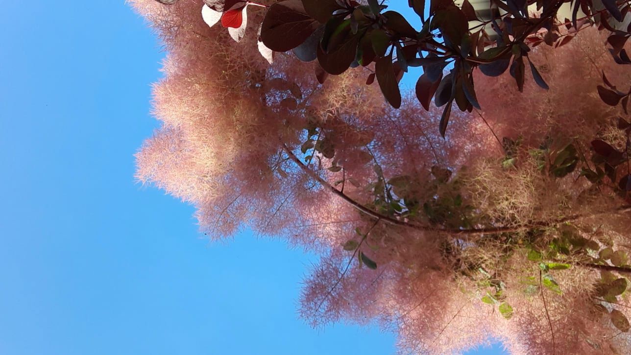 Скумпия у механического производства "Протон-Электротекса"