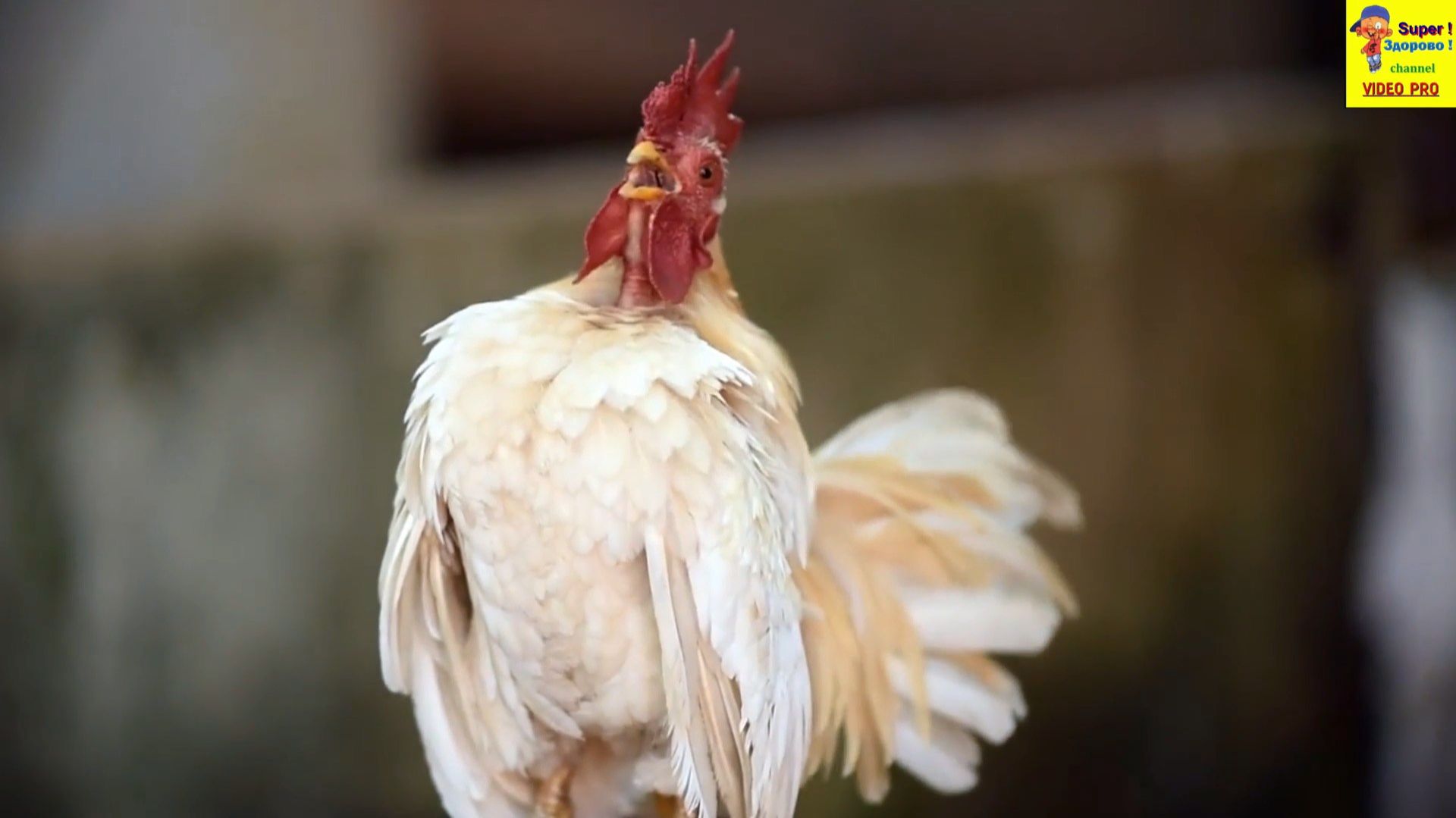 Смешное видео, как петух кукарекает