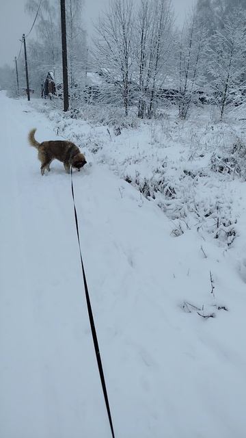 🍂🍁Осень или ❄⛄зима???  Просто ноябрь)