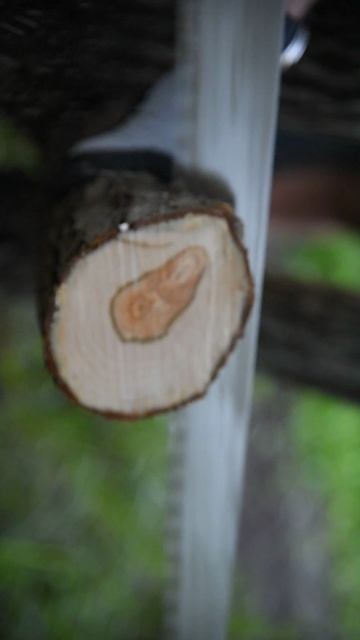 Silky Katanaboy 650 одной рукой. Пилим десять сантиметров.