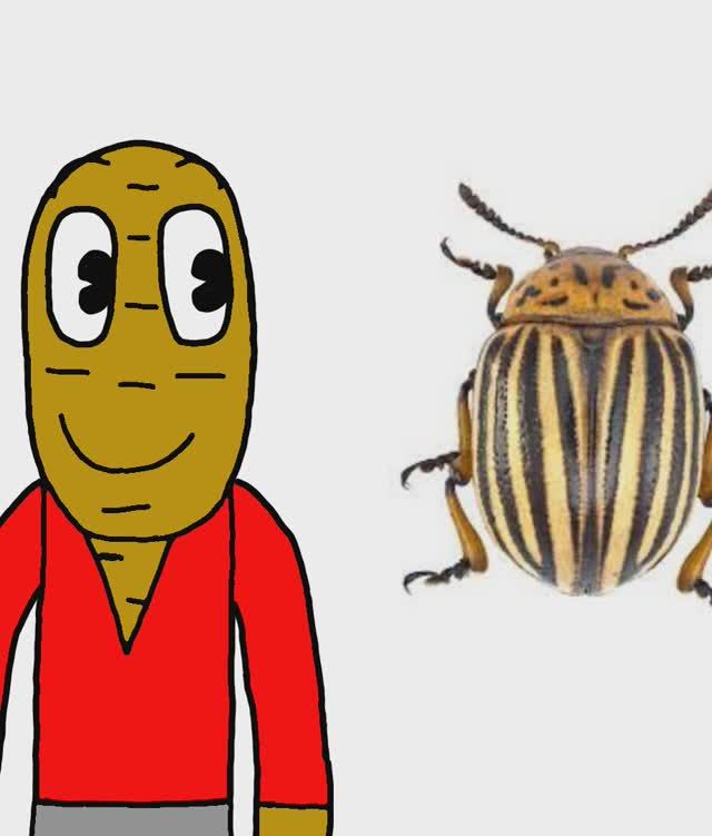 Картошка Ким Пугается Реалестичного Колорадского Жука (Анимация от Maxim Works)