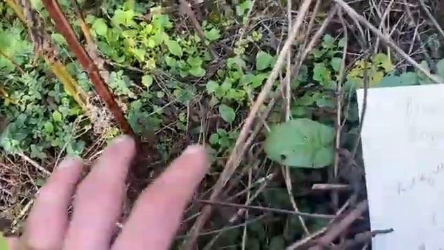 Как зарождается жизнь в почве.