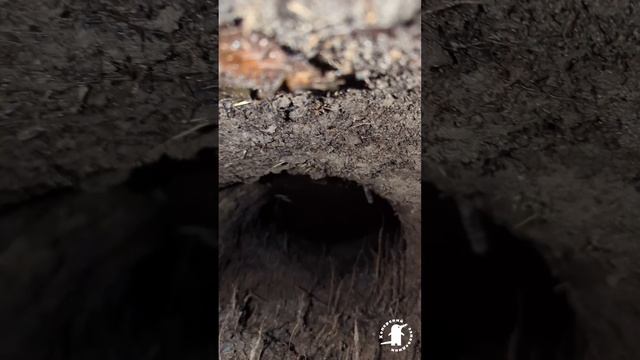 Как добыть кадры с фотоловушки