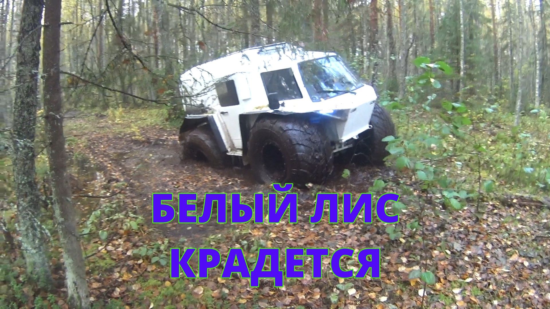 Белый Лис Крадется