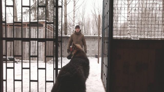 Коррекция гиперактивного поведения (учим собаку спокойно находиться в вольере)