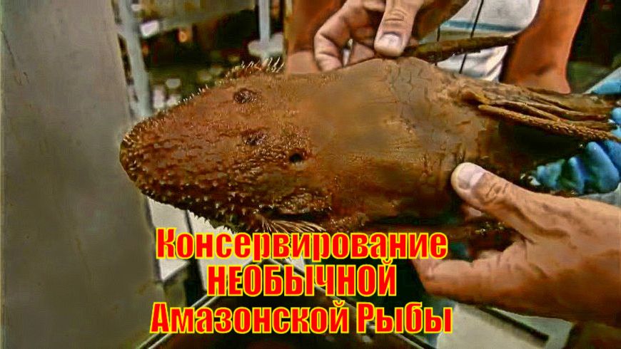 Консервирование НЕОБЫЧНОЙ Амазонской Рыбы