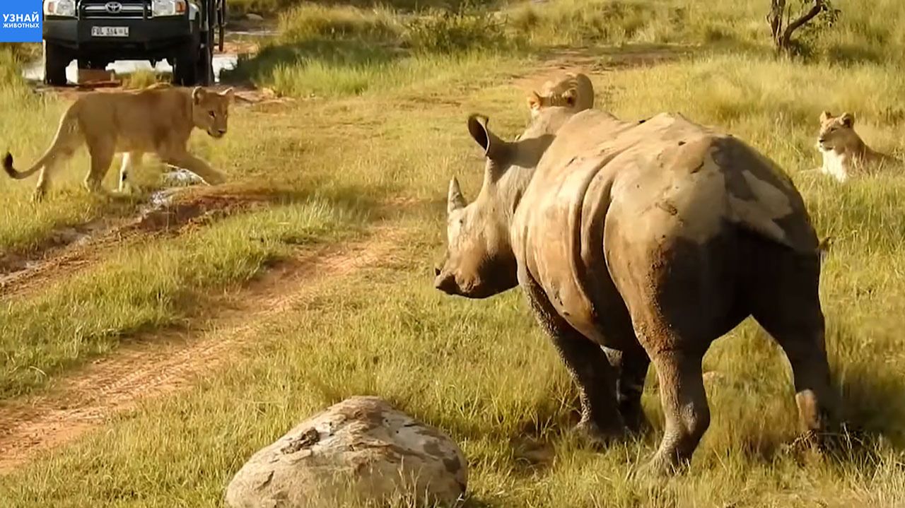 Голодные львы крутятся вокруг носорога