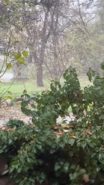 Осенний дождь