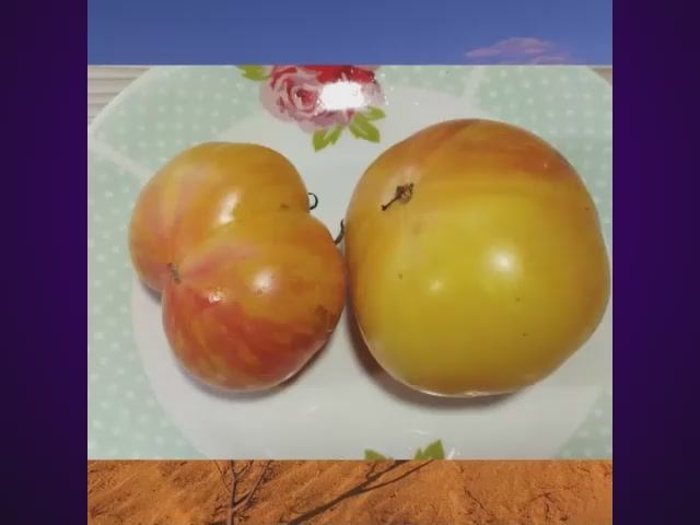 Каталог томатов -  Новинок 2025 года. Часть 5. г. Киров