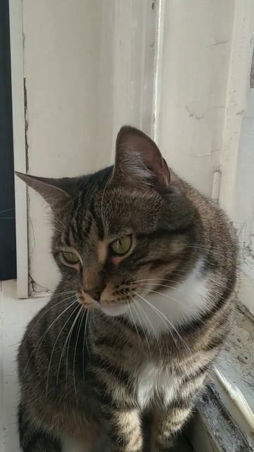 cat