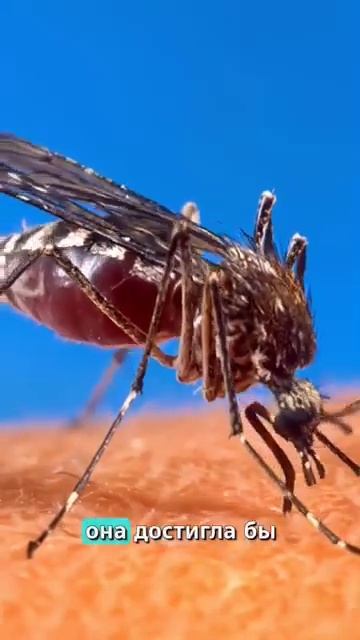 Десять удивительных фактов о животных о которых Вы возможно не знали