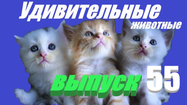 Удивительные животные #юмор #развлечения