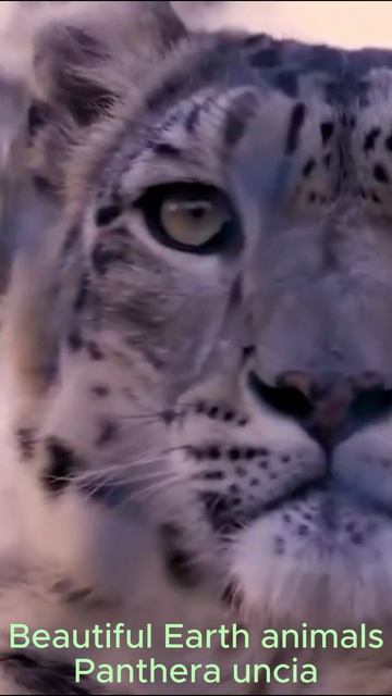 Красивые животные Земли - Panthera uncia