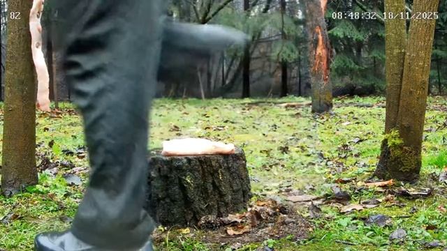 Наступили холода - птичкам сало в подмогу