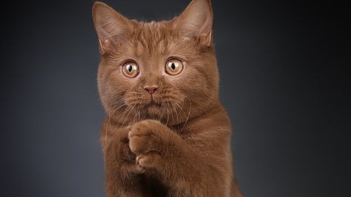 ПОРОДА КОШЕК : Почему породистые кошки покоряют сердца и интерьеры?