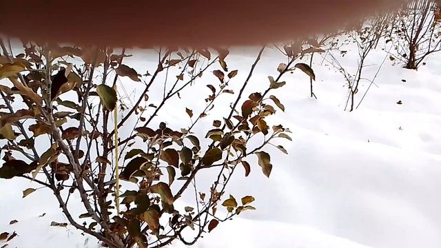 Нюансы тёплой осени