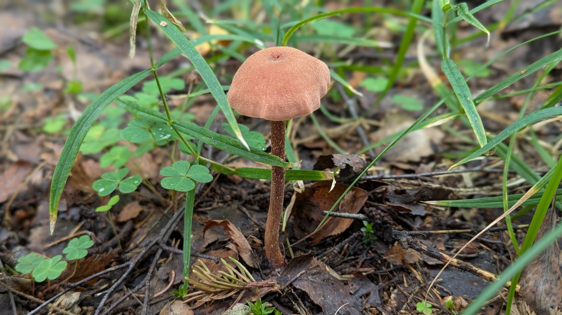 Лаковица двухцветная (Laccaria bicolor). Как выглядит гриб на месте произрастания.
