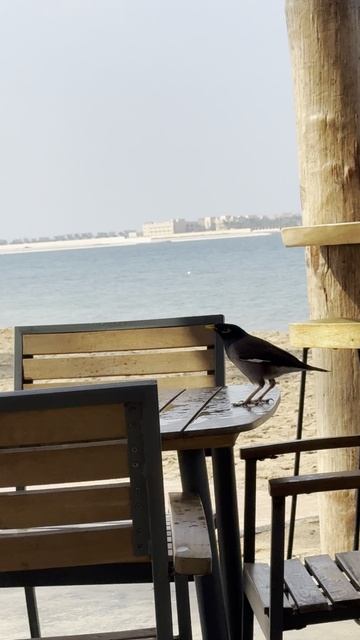 Арабская Ворона