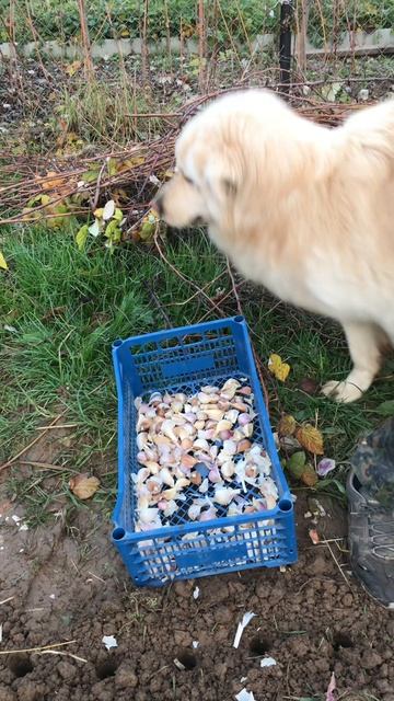 Ричик лунки проверяет, сажаем 🧄