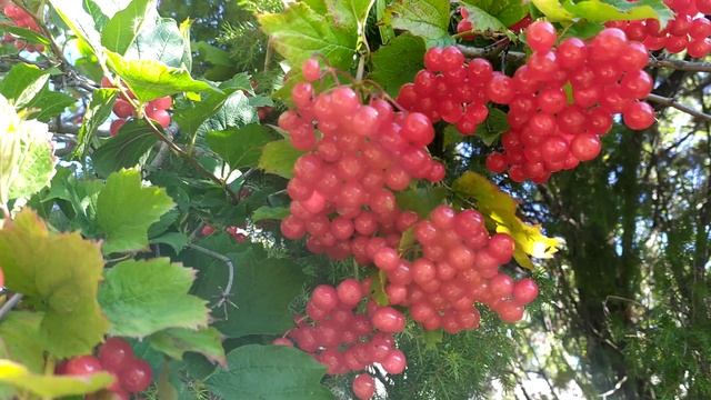 Поспела калина 3 сентября 2025г