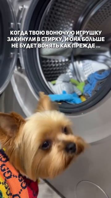 когда твою вонючую игрушку закинули в стиралку