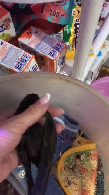 Концлагерь для стрижа