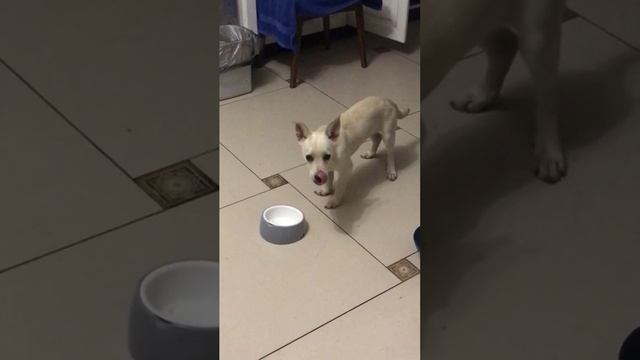 Тедди Рузвельт терьер альбинос щенок 6 месяцев