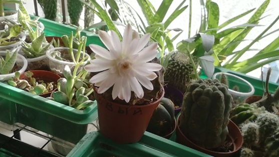 Расцвел кактус Гимнокалициум Михановича