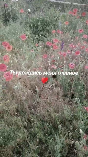 Ты дождись меня...