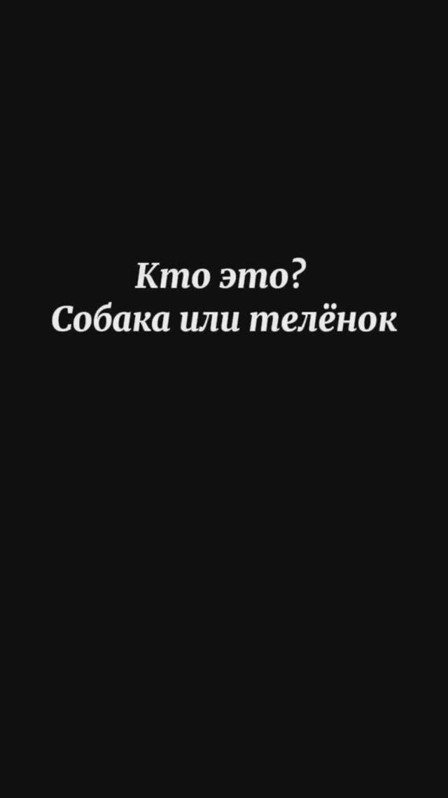 СОБАКА ИЛИ ТЕЛЕНОК?