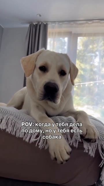 когда у тебя есть дела по дому,но у тебя есть собака