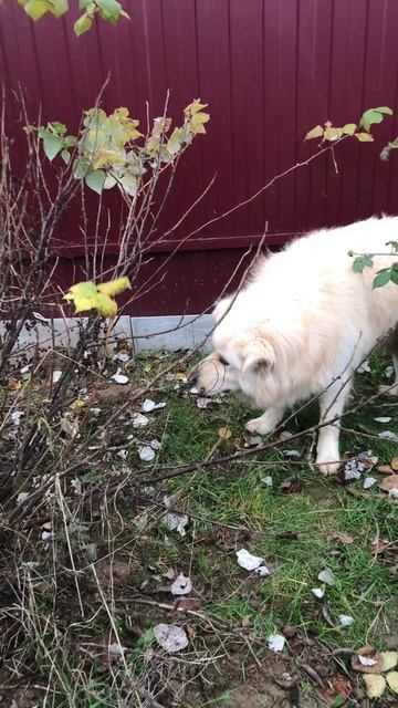 Старый куст смородины и Ричик