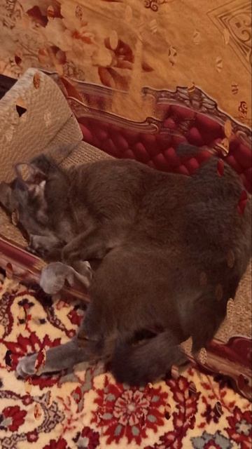 Кот Атос любит хорошо поспать - эдит #shorts #котатос #животные #милота #коты